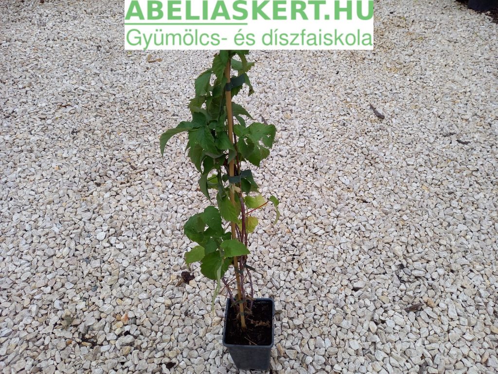 Ribizli, szeder, egres Archívum - Abéliáskert gyümölcs és díszfaiskola ...
