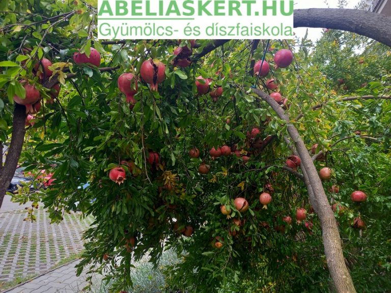 Gránátalma Archívum - Abéliáskert gyümölcs és díszfaiskola - Kertészet ...