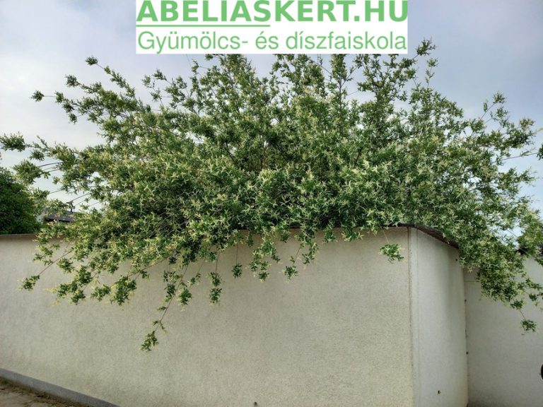 Akció - Abéliáskert gyümölcs és díszfaiskola - Kertészet Szeged