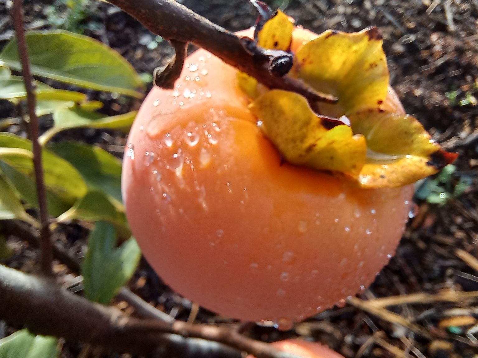 datolyaszilva csemete Archívum - Abéliáskert gyümölcs és díszfaiskola ...